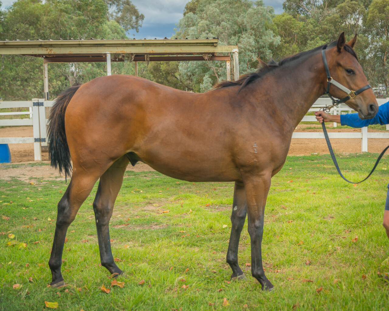 Lord Of Valor - Hazel Park Racing